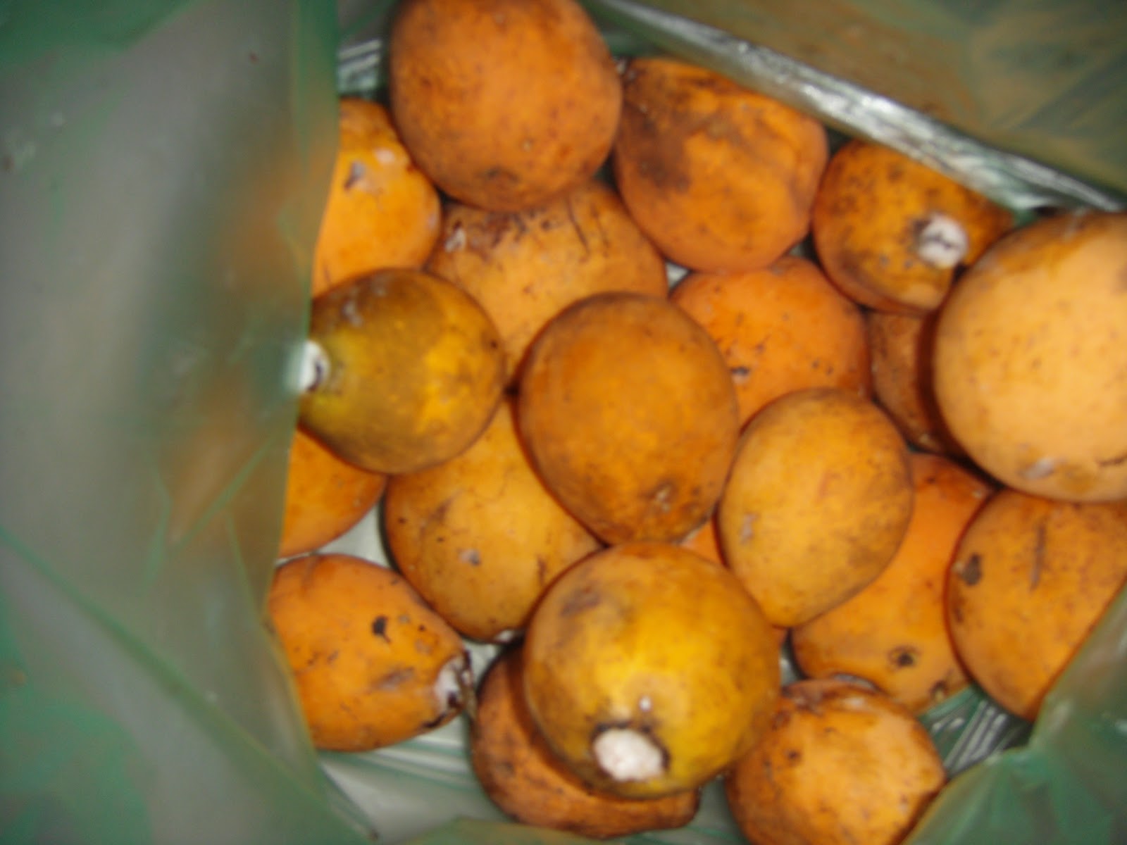 The Art of World: Buah Kubal