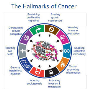 Francesca's Medical Blog: The Biology of Cancer