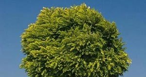 Tarım Siteniz: Akasya Ağaçları (Acacia Trees)