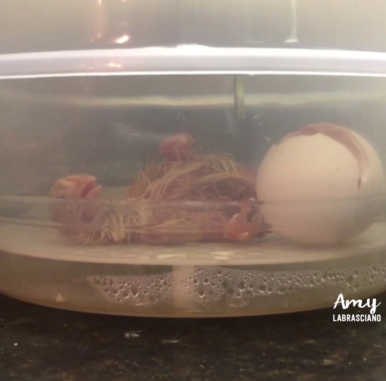 Learning Lessons With Amy Labrasciano: Hatching Chickens in a Classroom