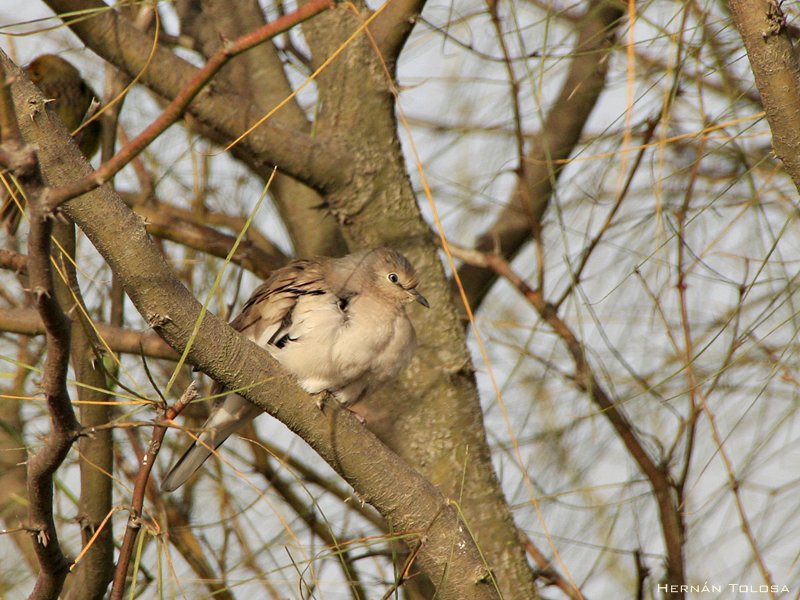 Aves de Argentina: Torcacita común (Columbina picui)