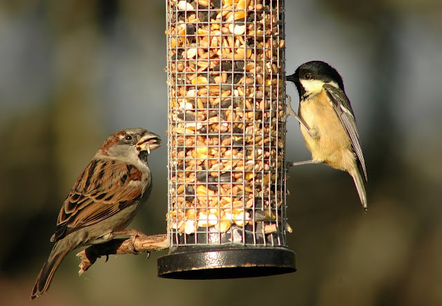 BirdWatch Ireland's Conservation Team blog: Irish Garden Birds - Humble ...