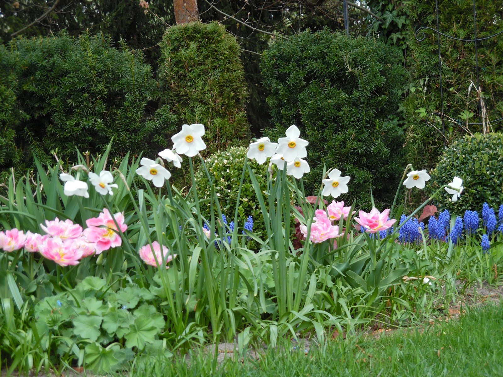Ogród Tamaryszka: NIEBO NA ZIEMI