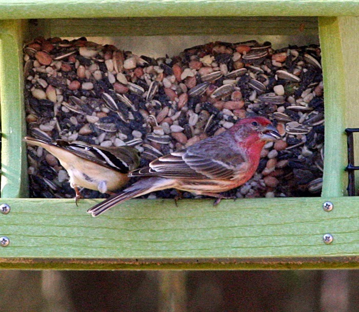 Backyard Nature Wednesday: The goldfinches