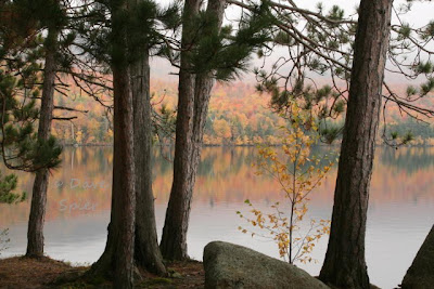 Adirondack Naturalist