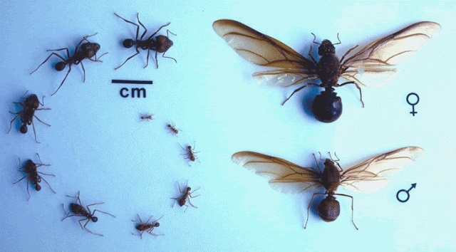 PUBLICADOS BRASIL: Formiga Tanajura/Içá - O inseto que é uma iguaria da ...