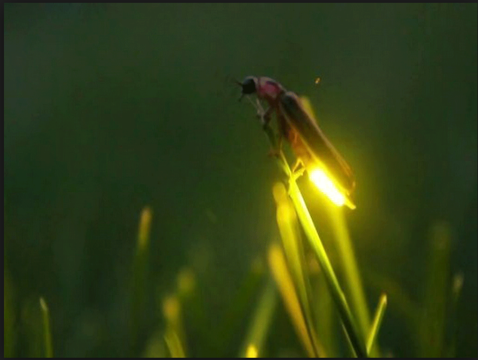 Mexico Stories: Light and Death: Choosing the way of the firefly