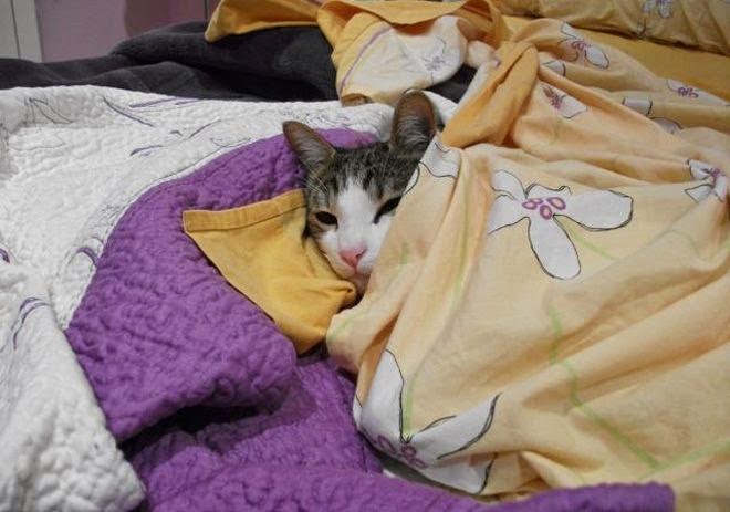 Gatos Friorentos | Gato da Semana | TUDO GATO - Pra quem é curioso como ...