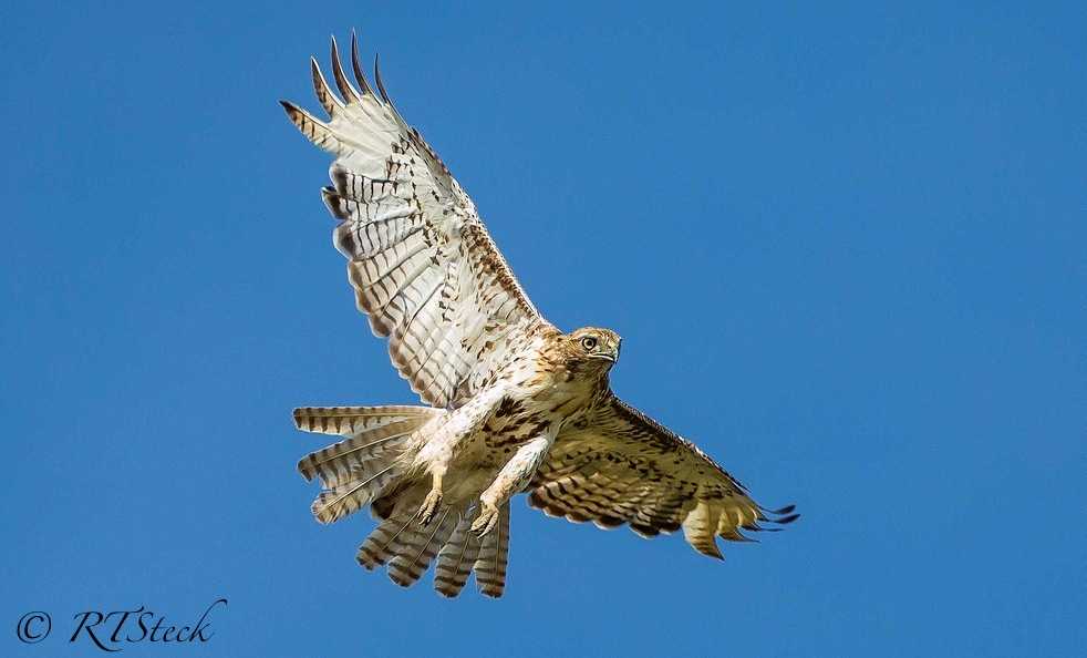 Raptor Identification and Photography: Wing Molt in Raptors