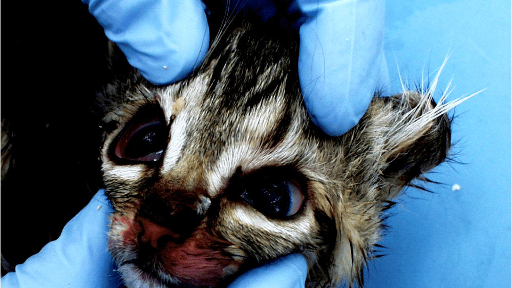 Feline panleukopenia