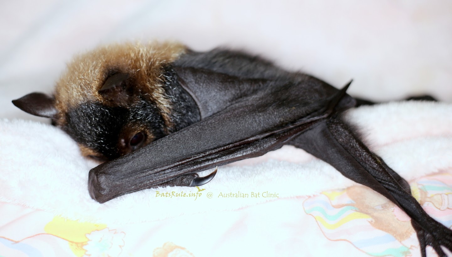 Rehab | Cairns Qld Megabat babies Spectacled in care, Pteropus ...