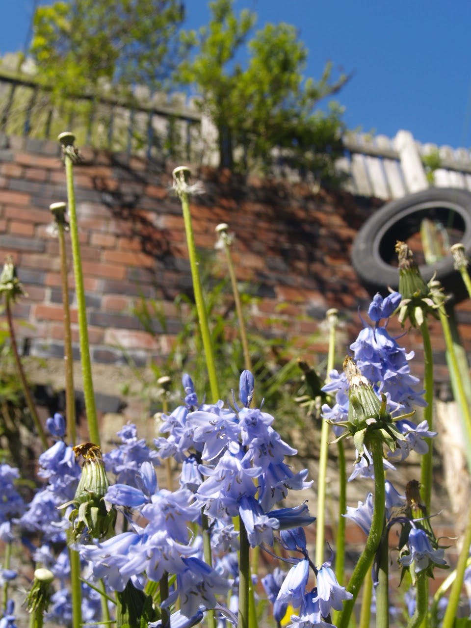 memori di bumi Eropah: aktiviti musim bunga...2011...di UK