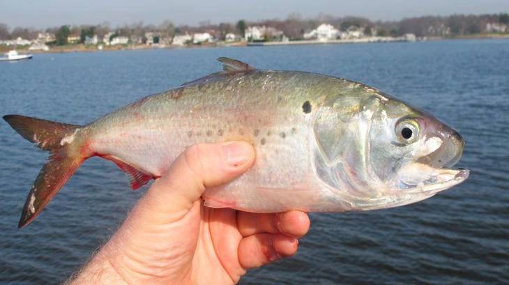 CT ANGLER : Baitfish and Forage