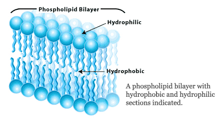 MadeyE's Smarticle blogs (:: Cell membrane structure