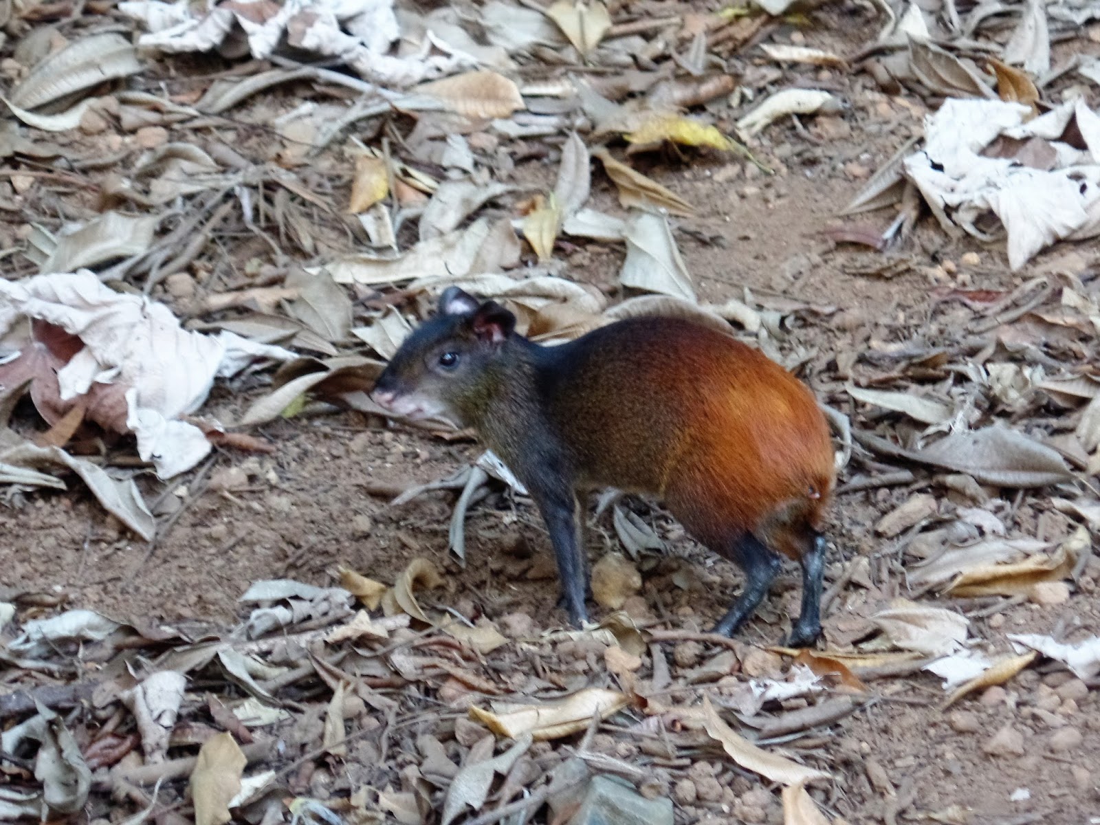 ALIZES II SUR LES OCEANS : Jacaré aux îles du Salut en Guyane Française