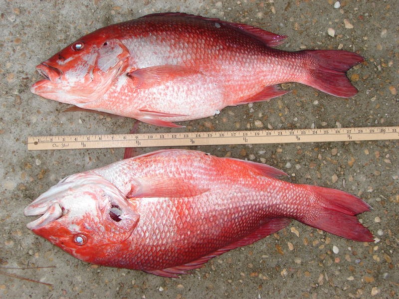 Kandungan Kalori Ikan Kakap Merah - All About Ikan Tuna