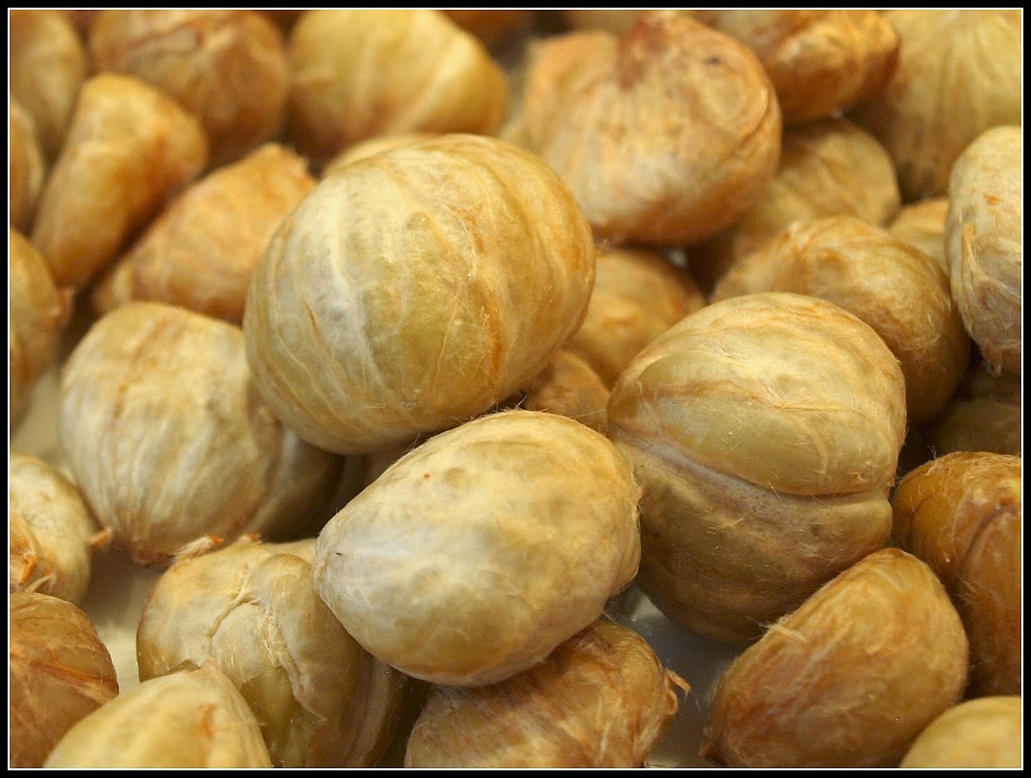 Mark's Veg Plot: Free food! - Chestnuts