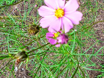 Pink Cosmos - Ata Pethiya | SL Flora