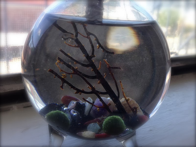 The Fern and Mossery: Marimo Moss Ball Terrariums from ...