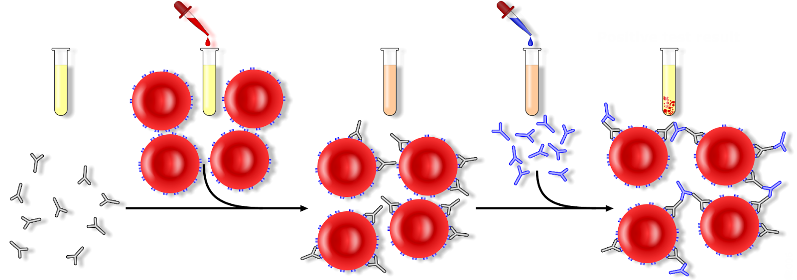 Antonio Delfino Editore Blog Veterinaria: Il Test di Coombs e il suo ...