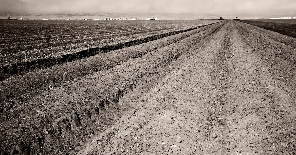 Steve Immel Photography: Furrowed Brown