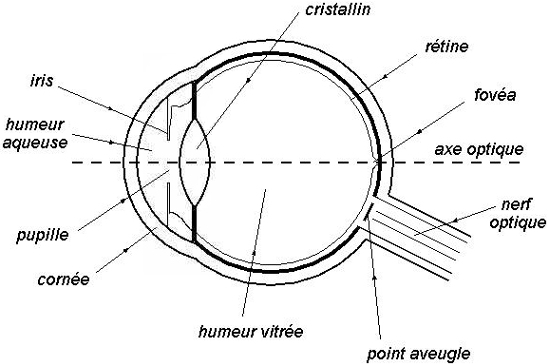 Antisèche: Physique - Optique - Shéma légendé de l'oeil humain