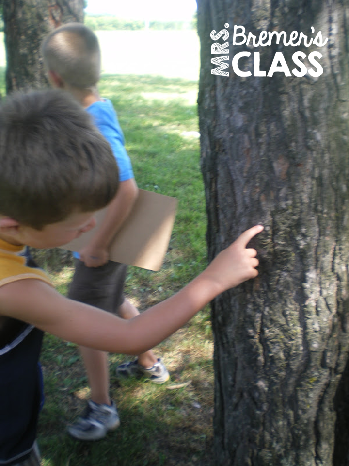We're Going On A Bug Hunt...freebie! | Mrs. Bremer's Class