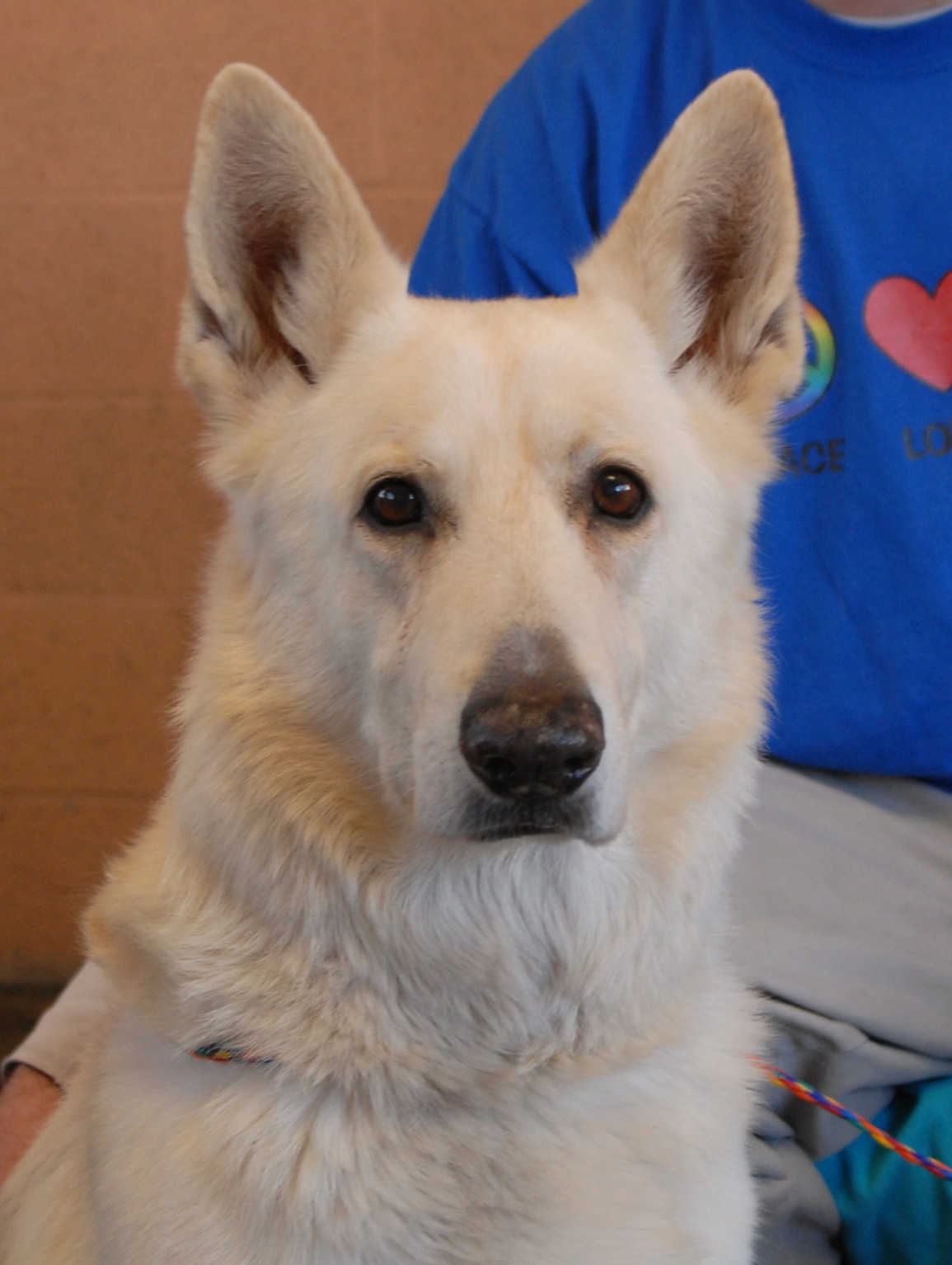 Booster, a White German Shepherd for adoption.