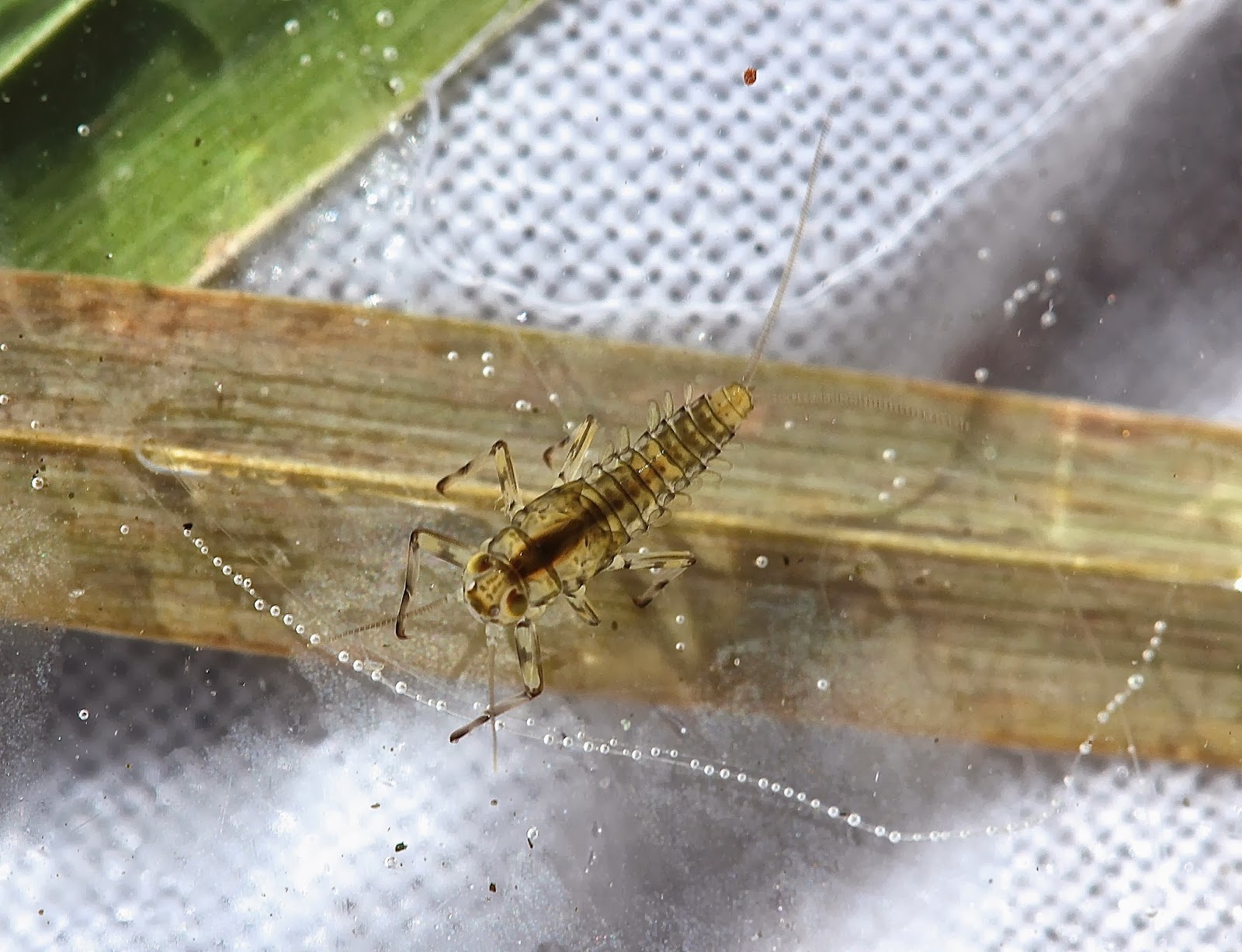 Aquatic Insects of Central Virginia: Large winter stoneflies: how to ...