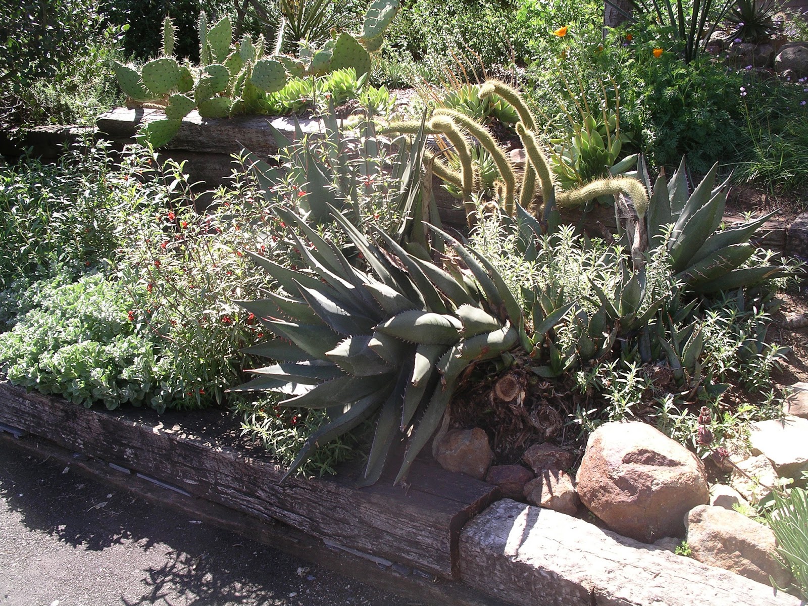 A California Native Plant Garden in San Diego County: Baja Natives