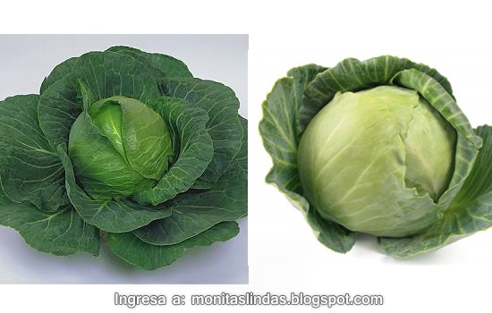 Muñecas con Nombres: Usos y Beneficios de la Col