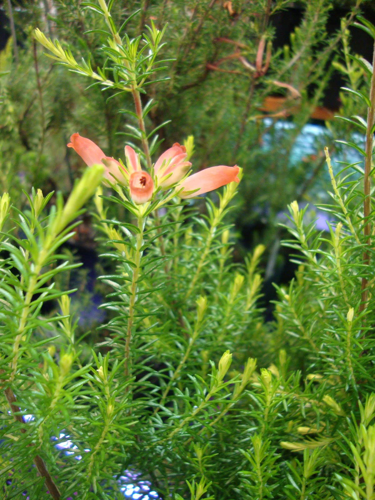danger garden: Still life with Space Needle (The Northwest Flower and ...