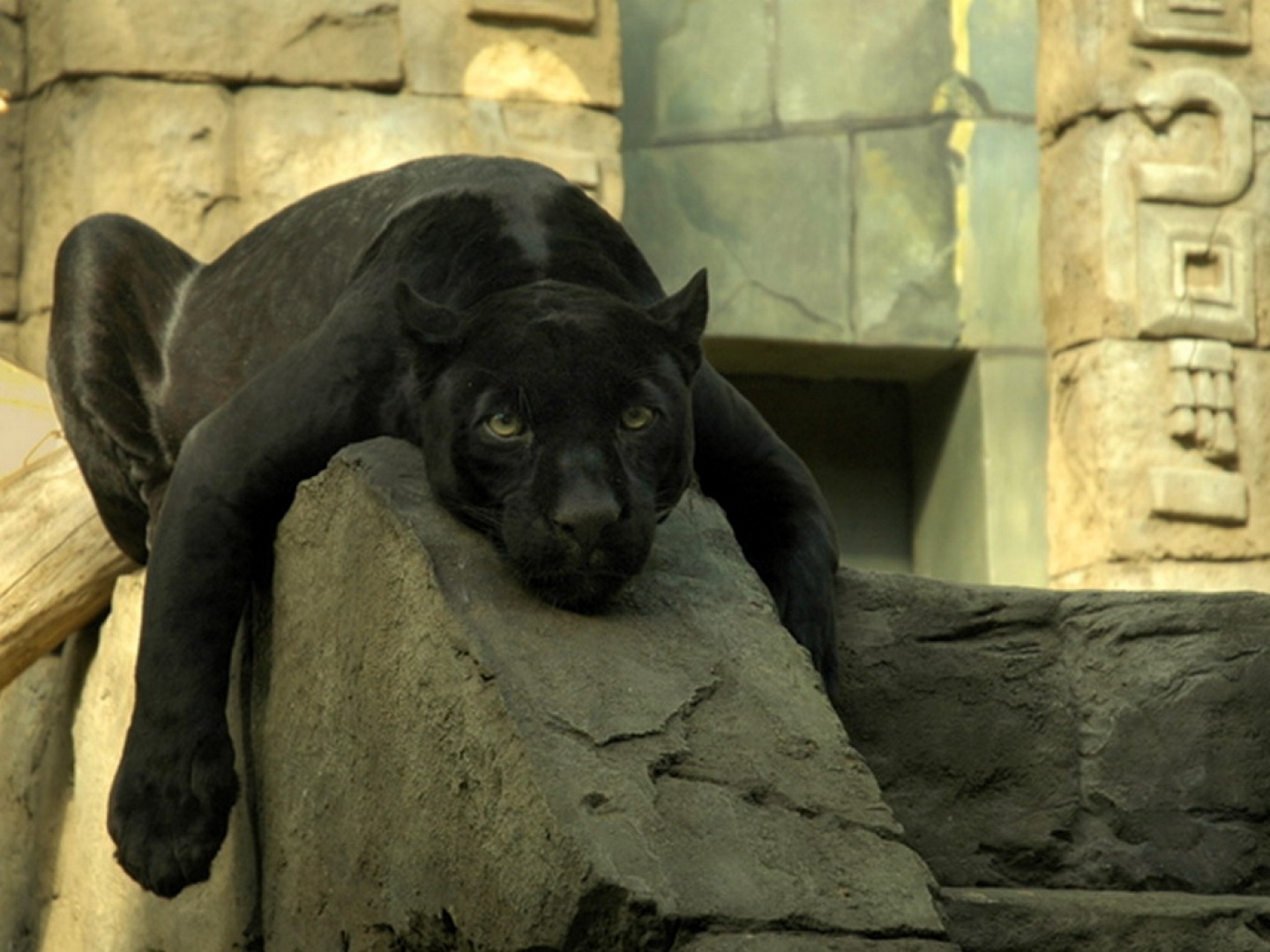 El Mundo Salvaje: La Pantera