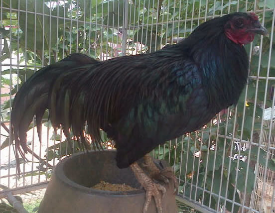 Halaman Belakang: Black Sumatra