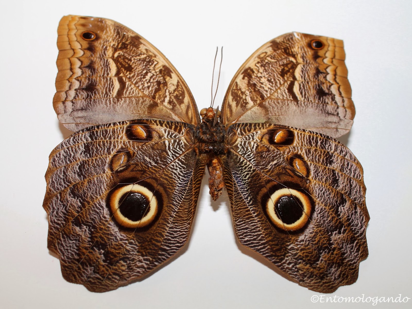 Entomologando: Caligo sp.