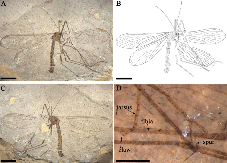 Lists of the Bizarre, Intriguing, and Informative: 10 Earliest ...
