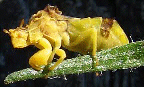 Control biológico : INSECTOS DEPREDADORES: Hemiptera