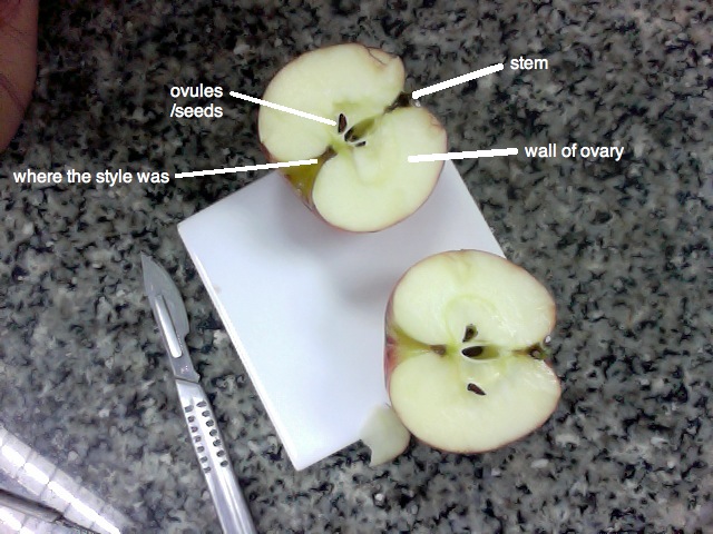 qing's biology blog: apple dissection!