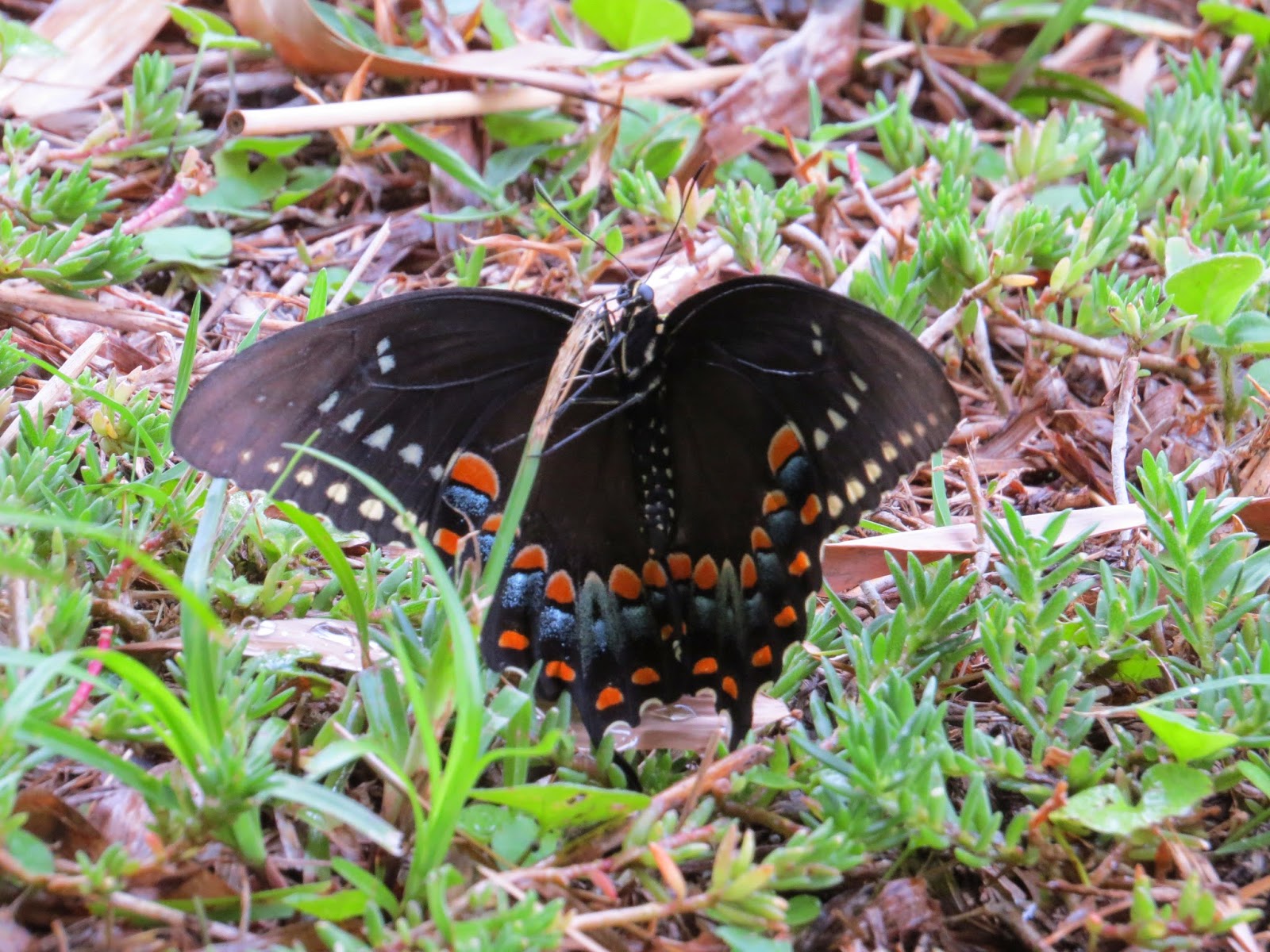 Simply Living: Swallowtails in the garden, but which kind?