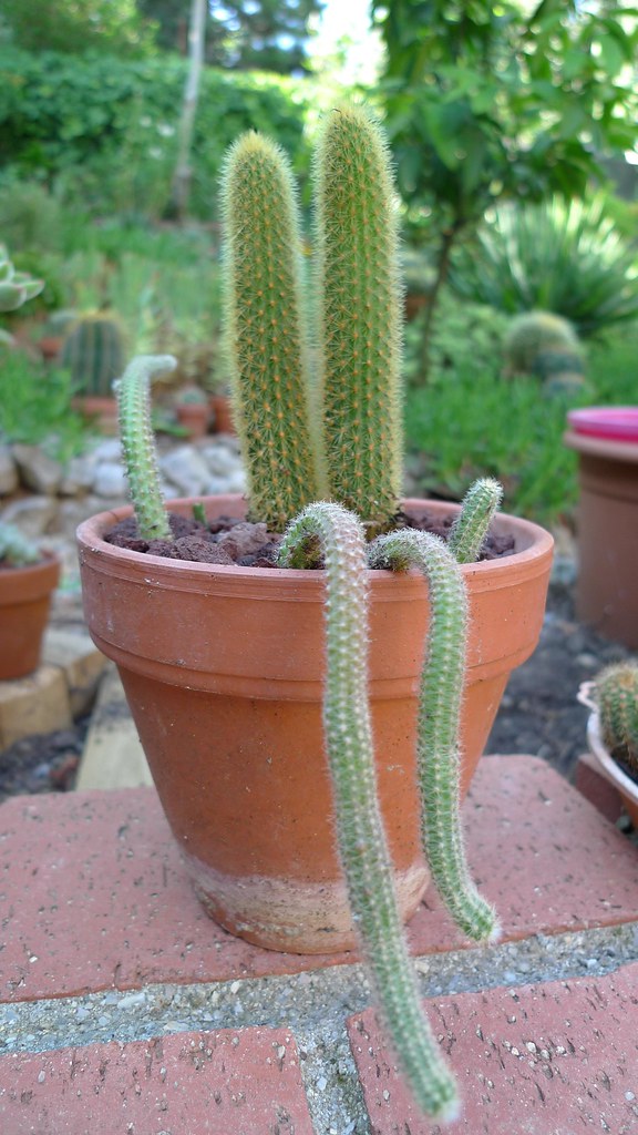 Disocactus flagelliformis care and culture | Travaldo's blog