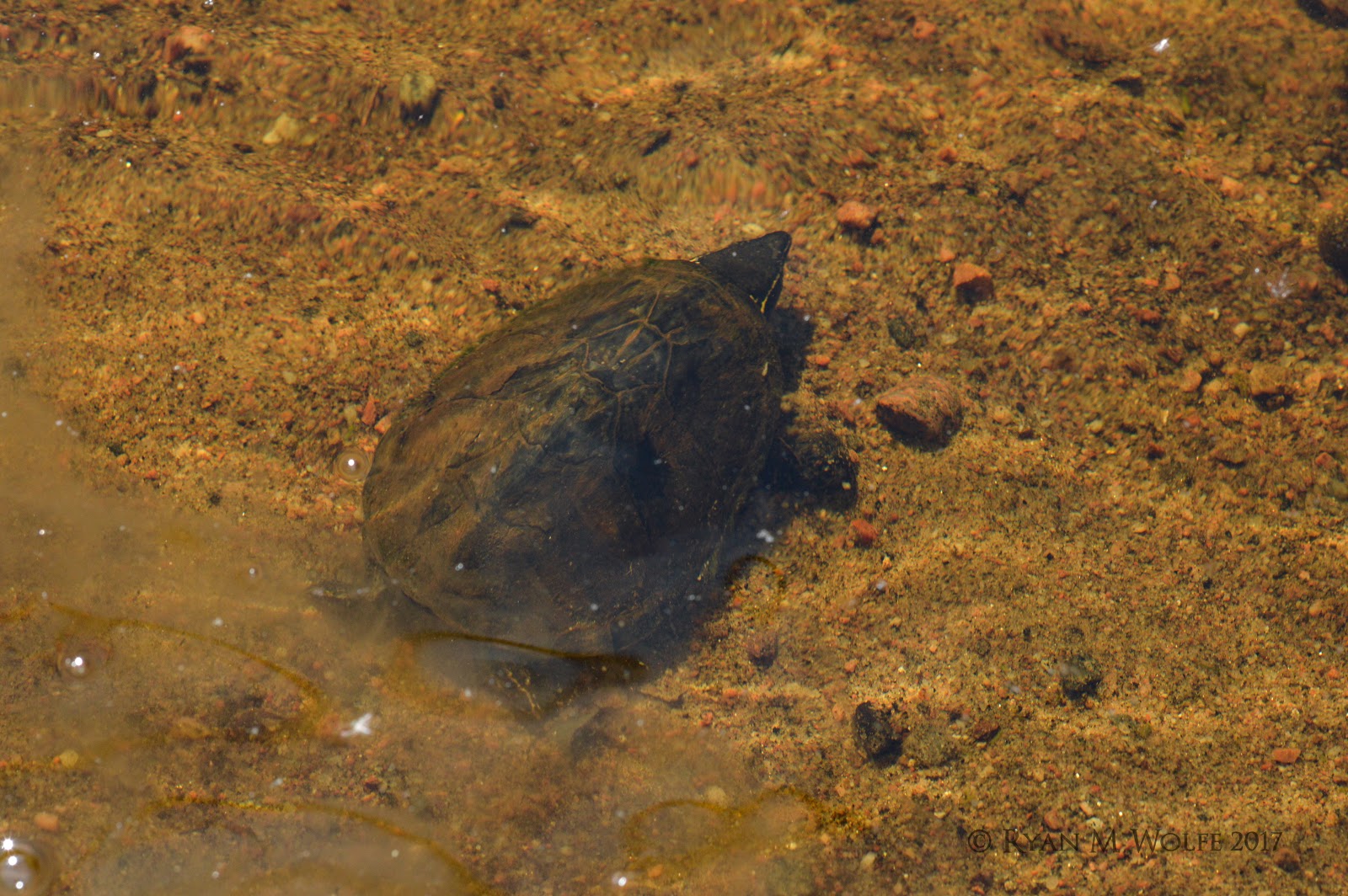 An Incredible Week of Ontario Herping (Part 3)