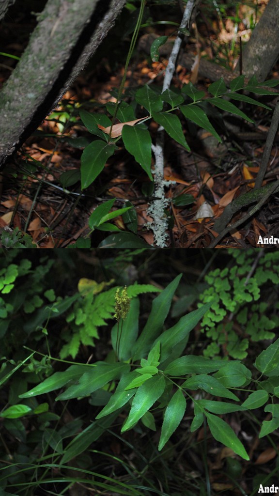 FOTOS DE FLORA NATIVA Y ADVENTICIAS DE URUGUAY : Anemia phyllitidis ...