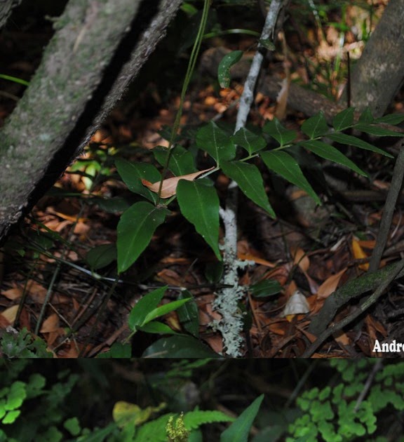 FOTOS DE FLORA NATIVA Y ADVENTICIAS DE URUGUAY : Anemia phyllitidis ...