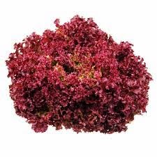 Red Lolorosa ~ Aneka Lettuce