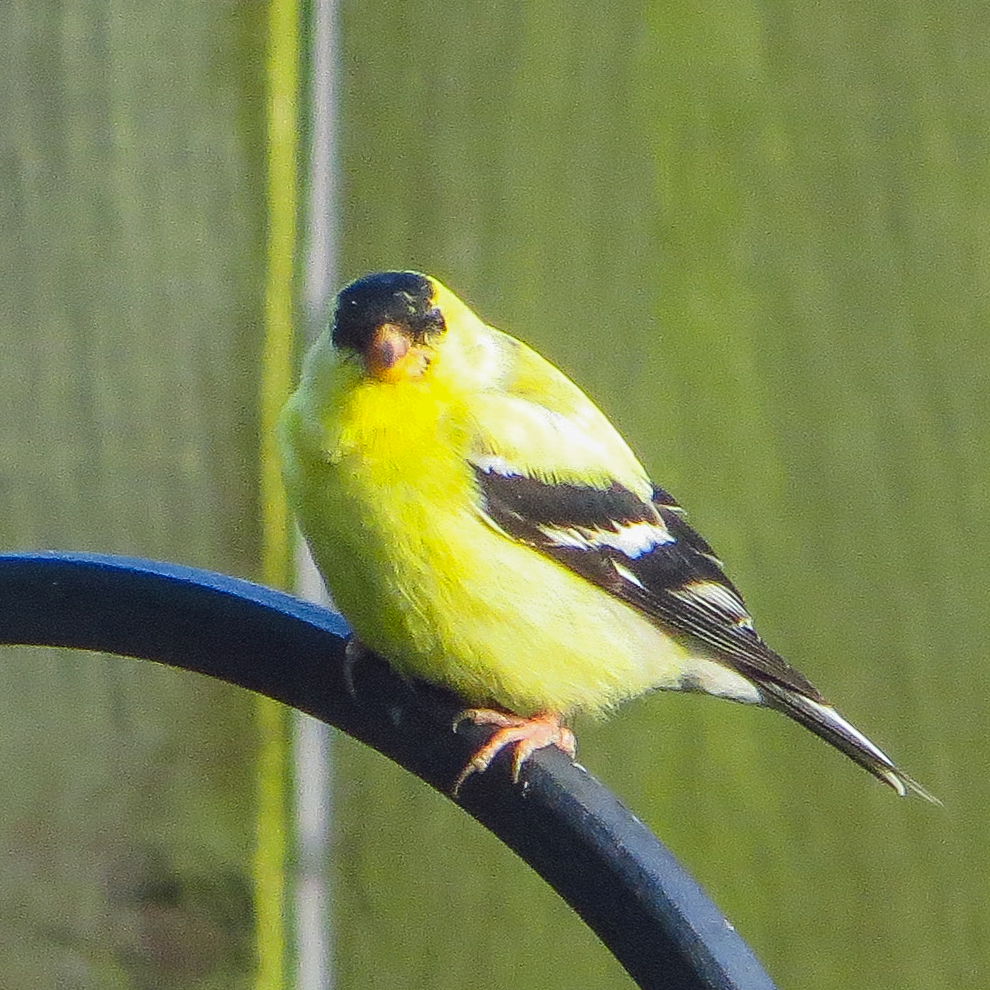 Pacific Northwest Photography: Chunky Goldfinch