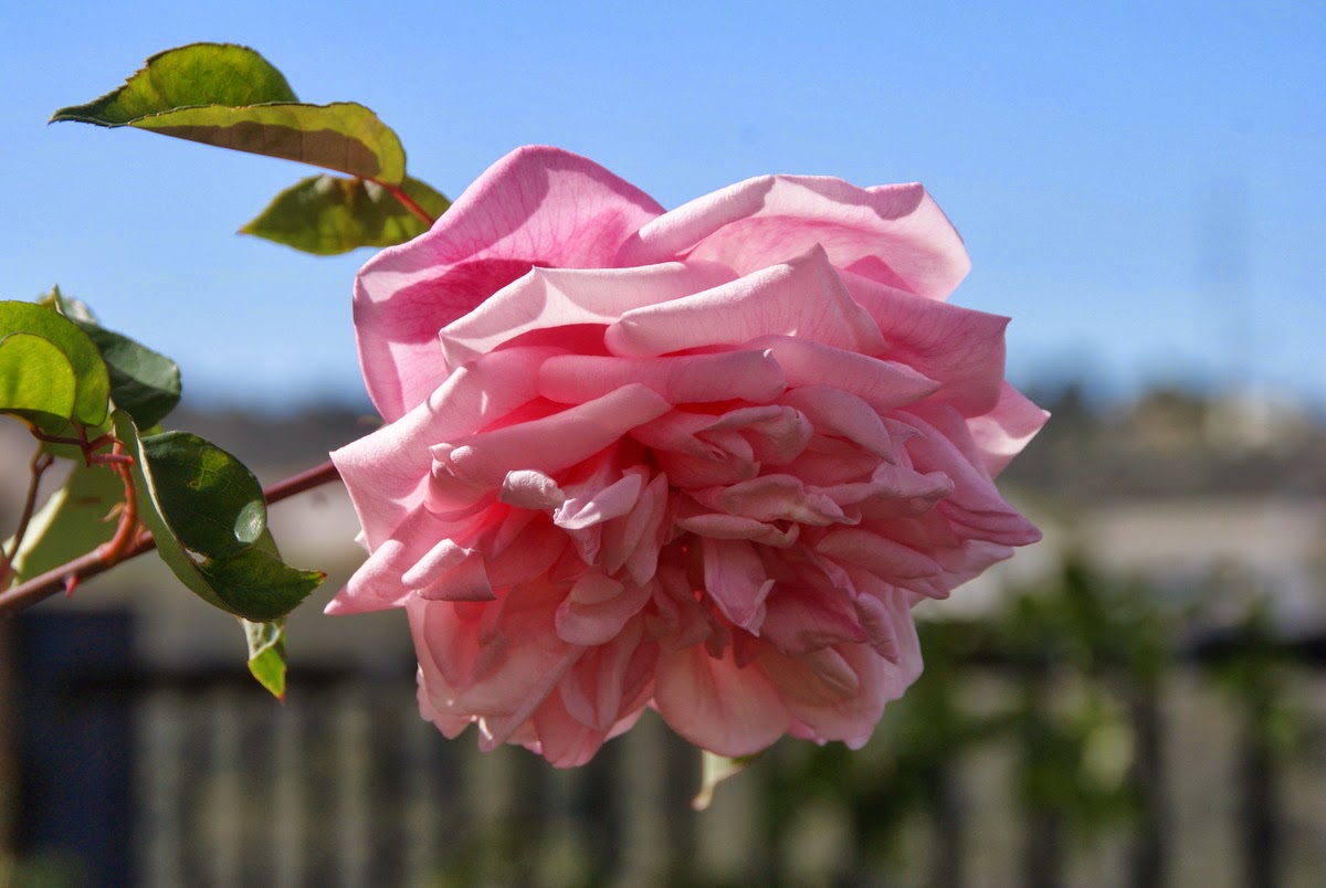 Organic Garden Dreams: February Roses