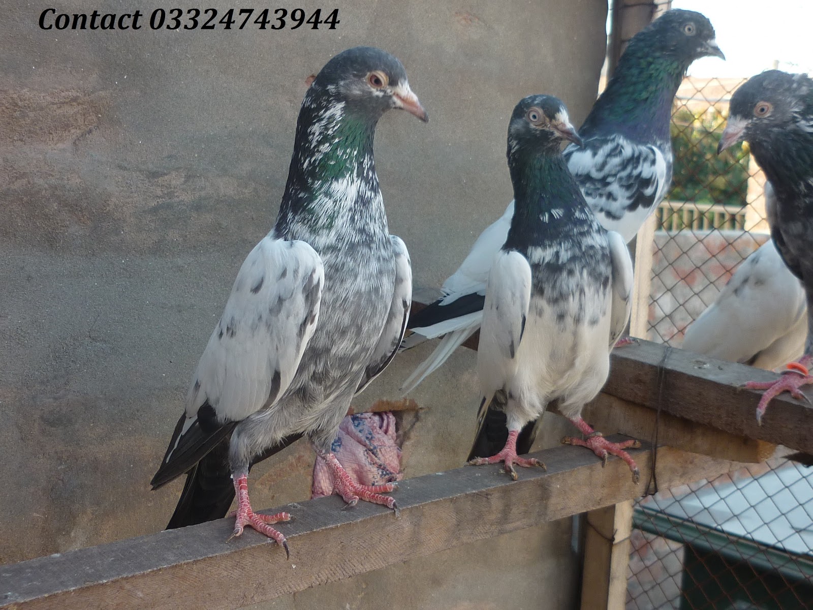 Golden,Teddy,Dabwalay, Pigeons For sales - Pigeons Pics | Latest ...
