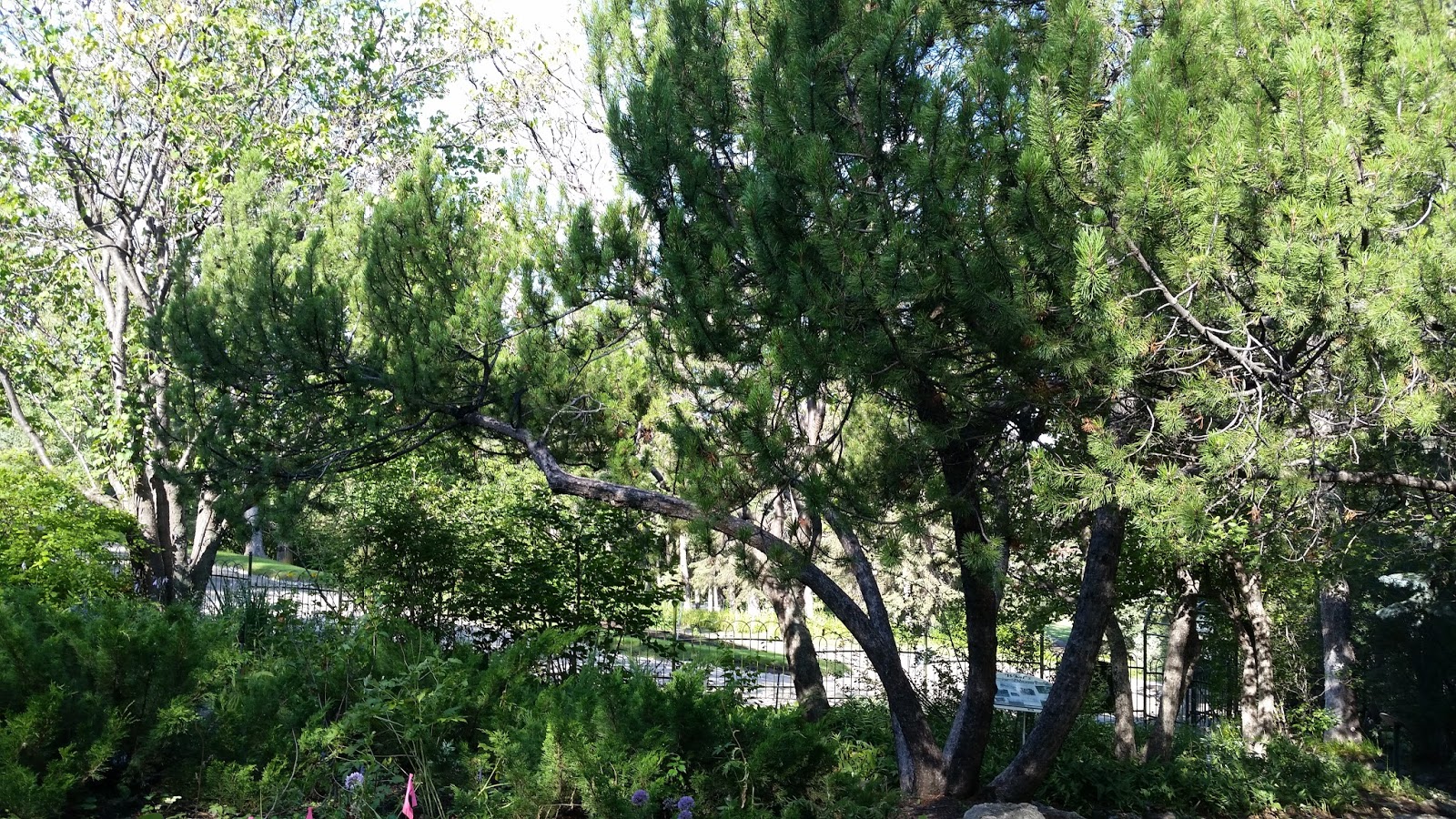 Renaissance Men: Calgary Parks; Reader Rock Garden