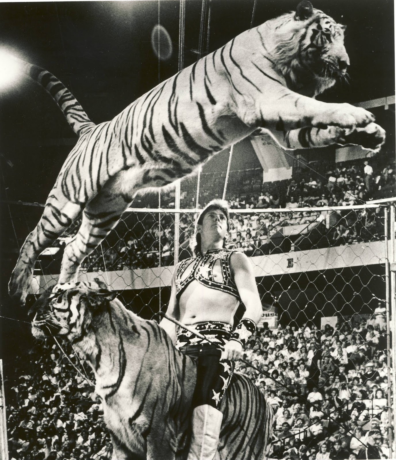 Buckles Blog: #11 Blue Show!