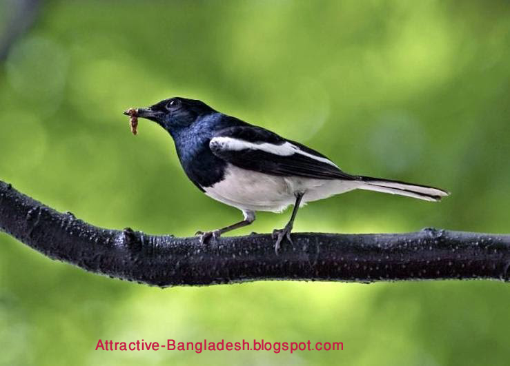Attractive-Bangladesh: National Bird Of Bangladesh